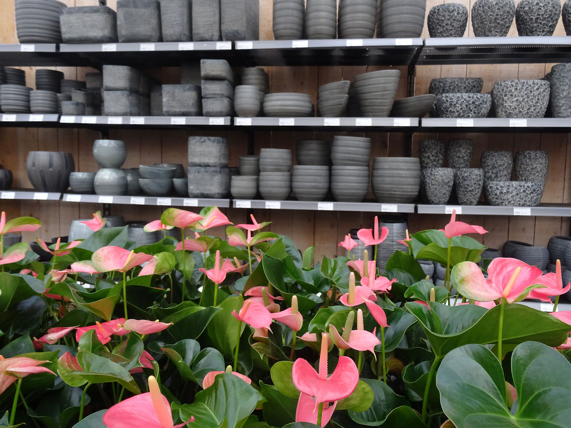 Kamerplanten - Tuincentrum Aralia - Hellevoetsluis, Voorne-Putten